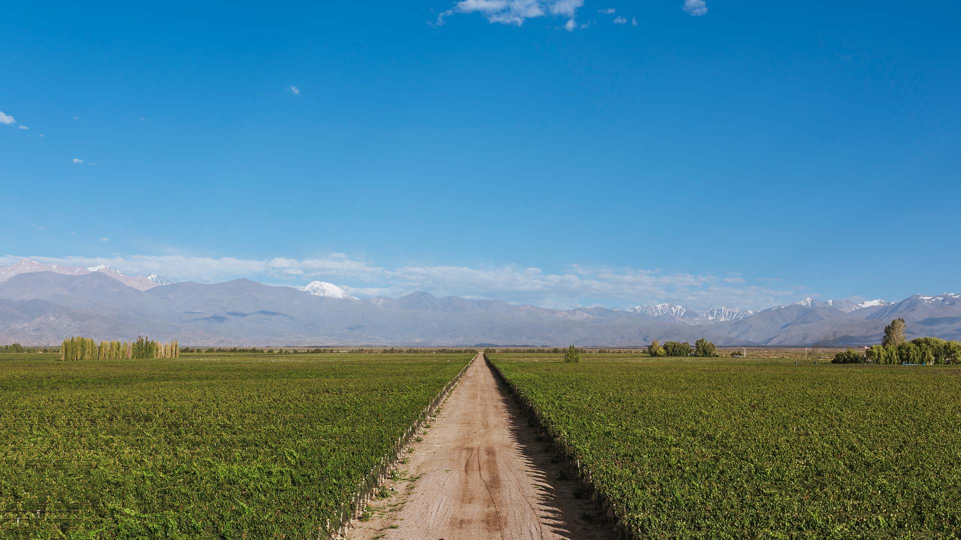 Historia - Bodega Rutini Wines