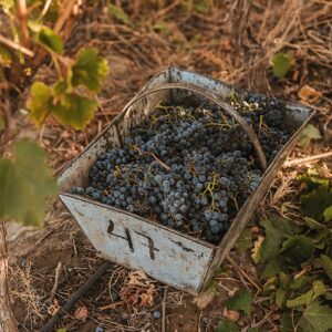 Inicio - Bodega Rutini Wines